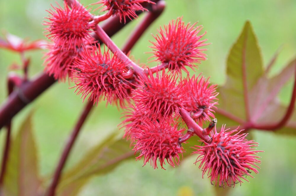 Huile de Ricin bio - Castor oil - MyTonic Beauté